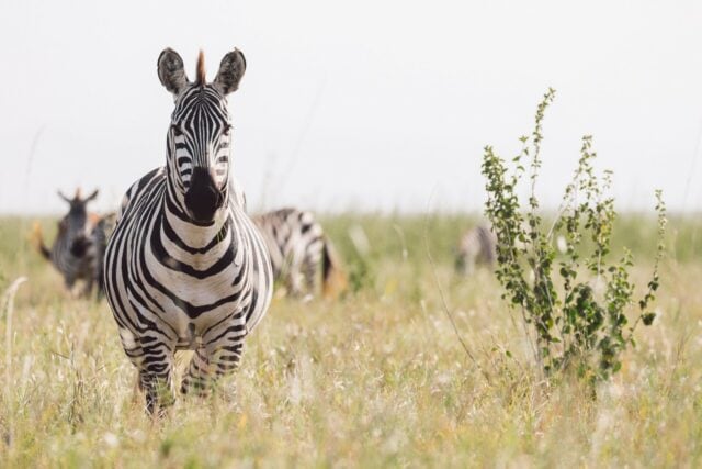 Tanzania - ATS Travel & Tours